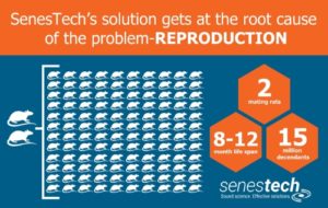 SenesTech’s ContraPest Effective in a Second Species of Rat | AZBio