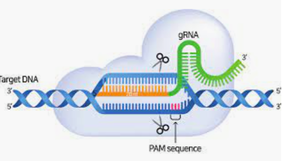 Crispr in diagnostics will be a revolution . . . eventually. | AZBio